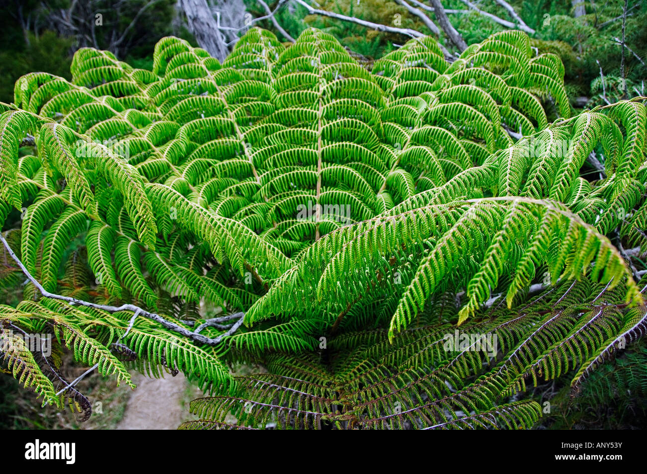 New Zealand, South Island, Nelson. Fern growing in Abel Tasman National ...
