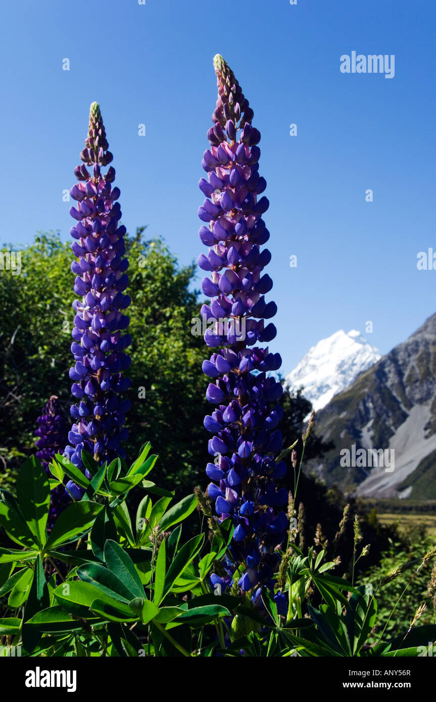 New Zealand, South Island, Mackenzie Country. Mount Cook National Park ...