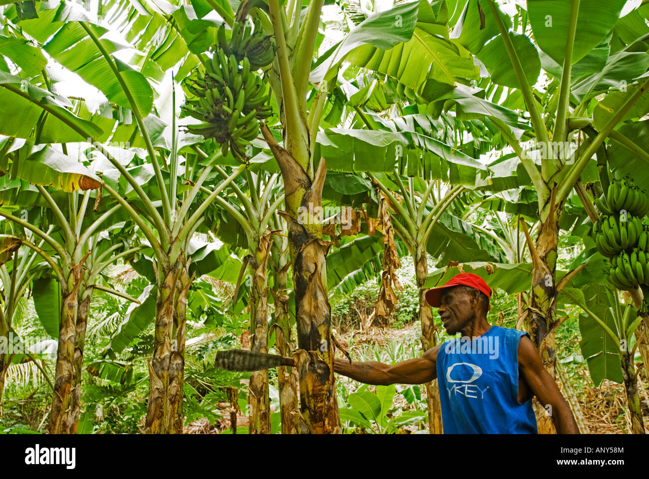 South Pacific, Fiji, Kadavu. Local Fijian islander checking his banana ...