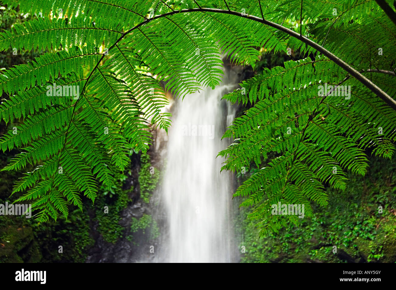 Philippines, South East Luzon, Bicol Province. Mount Isarog National ...