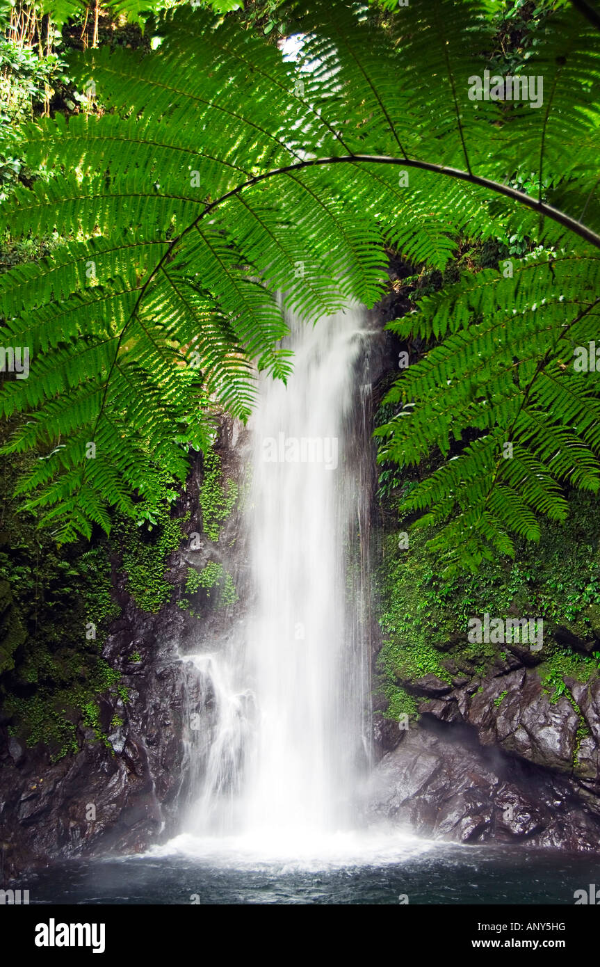 Philippines, South East Luzon, Bicol Province. Mount Isarog National ...
