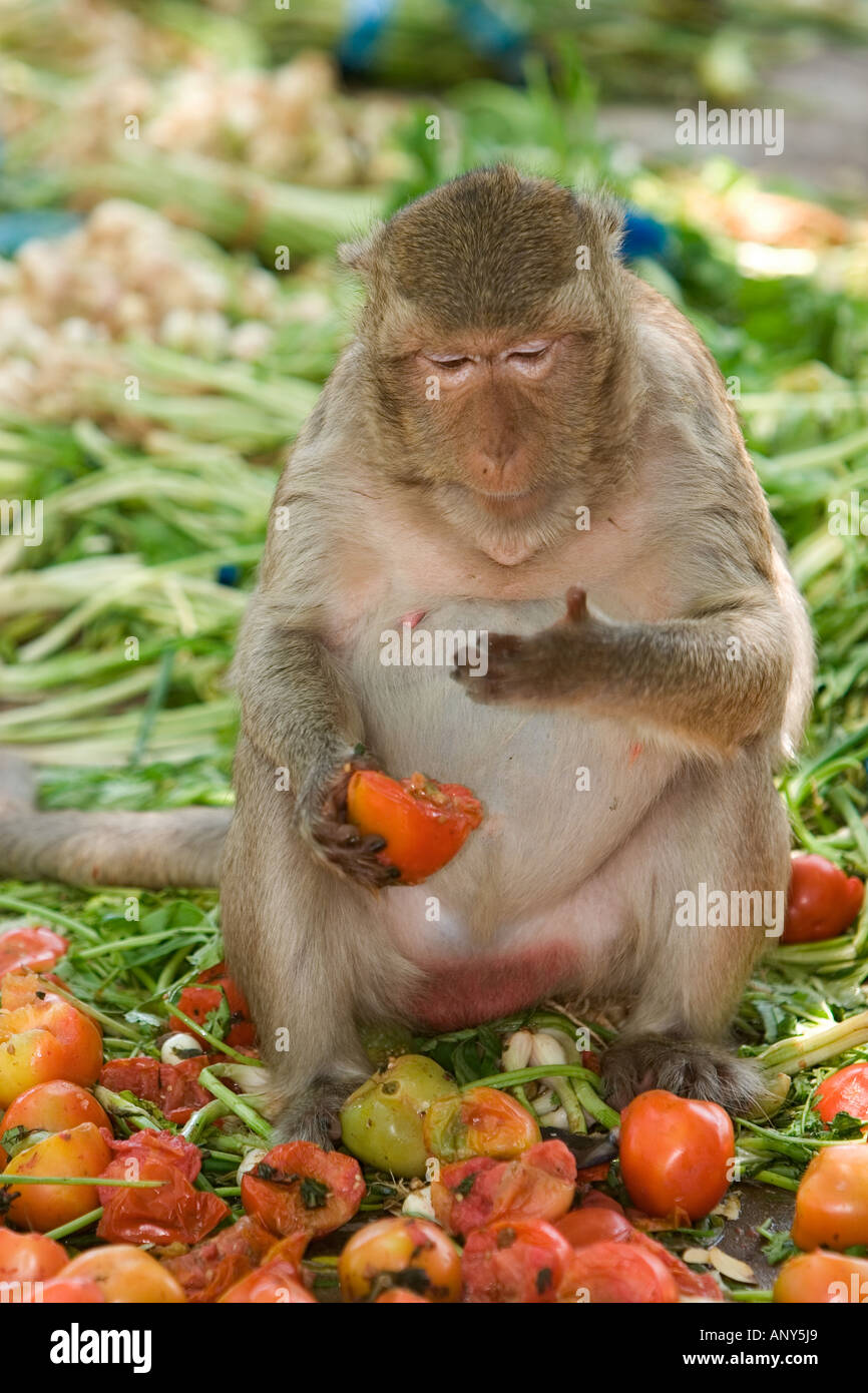 Thailand, Long Tailed Macaque eating vegetables Stock Photo - Alamy