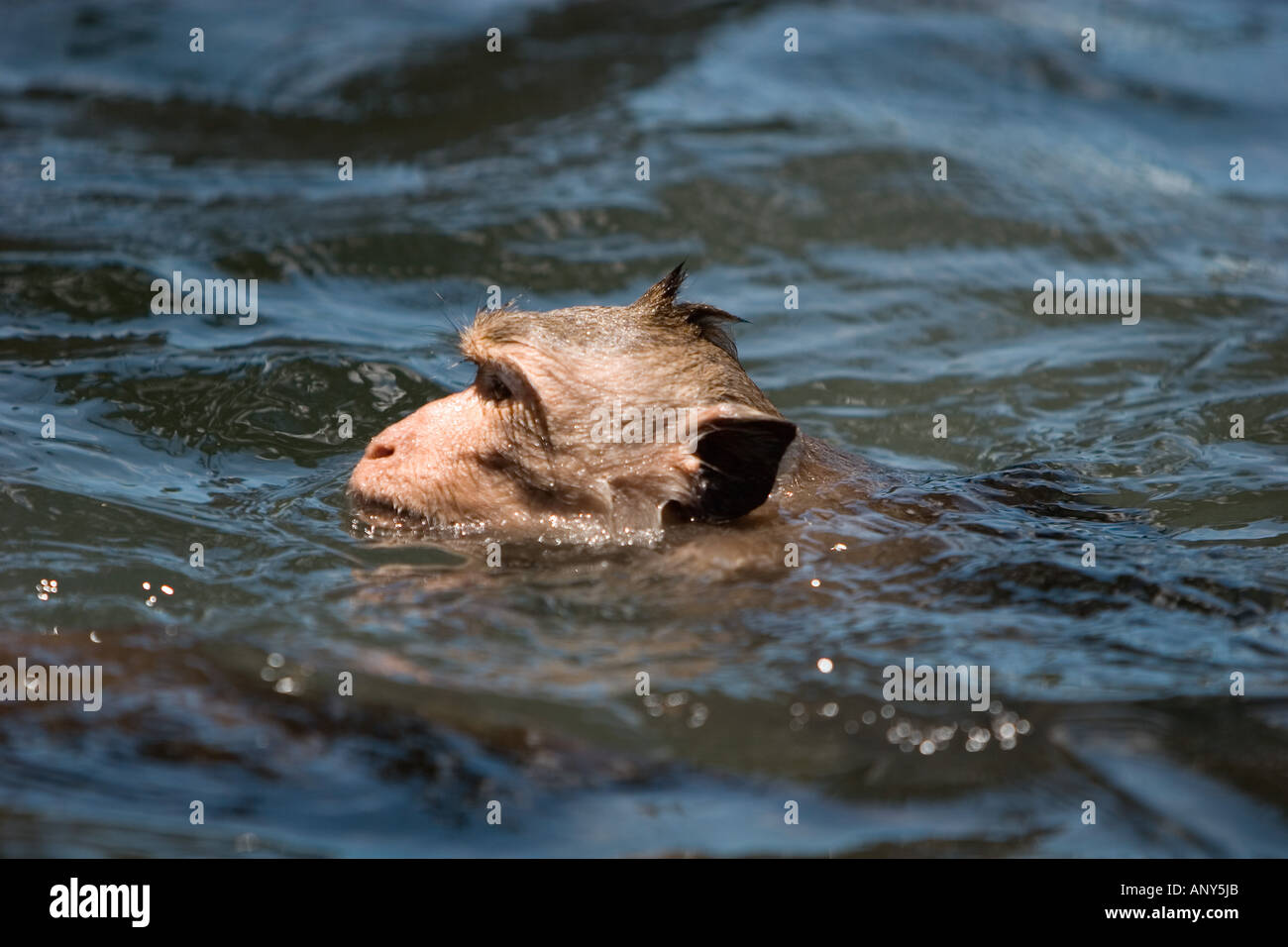 Thailand, Long Tailed Macaque swimming across the river Stock Photo - Alamy