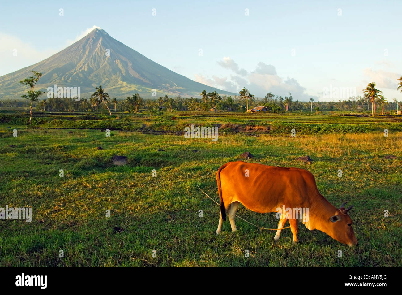Philippines, Luzon Island, Bicol Province, Mount Mayon (2462m). Near ...