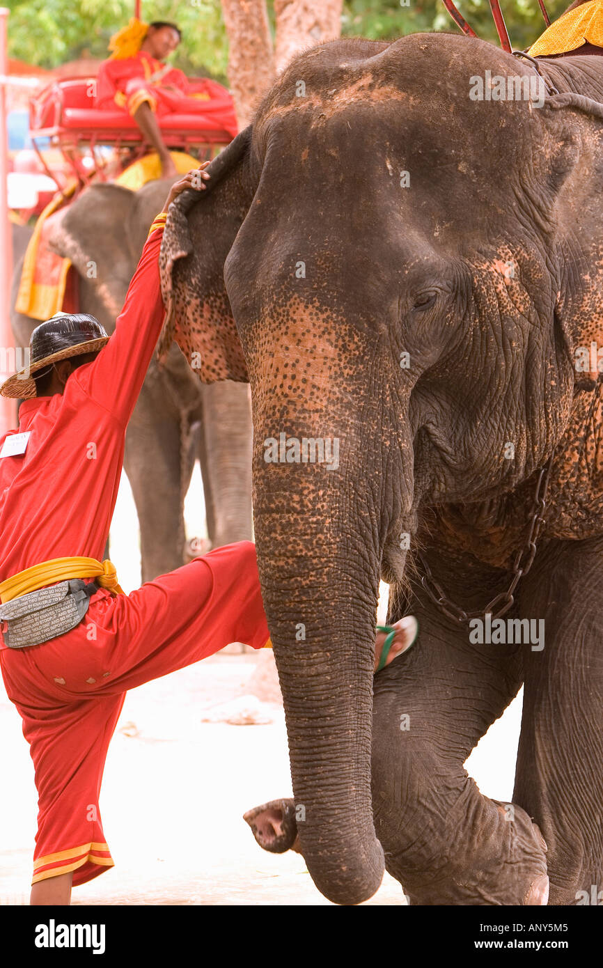 Thailand, Mahut and Asian Elephant at Ayutthaya historical city Stock ...