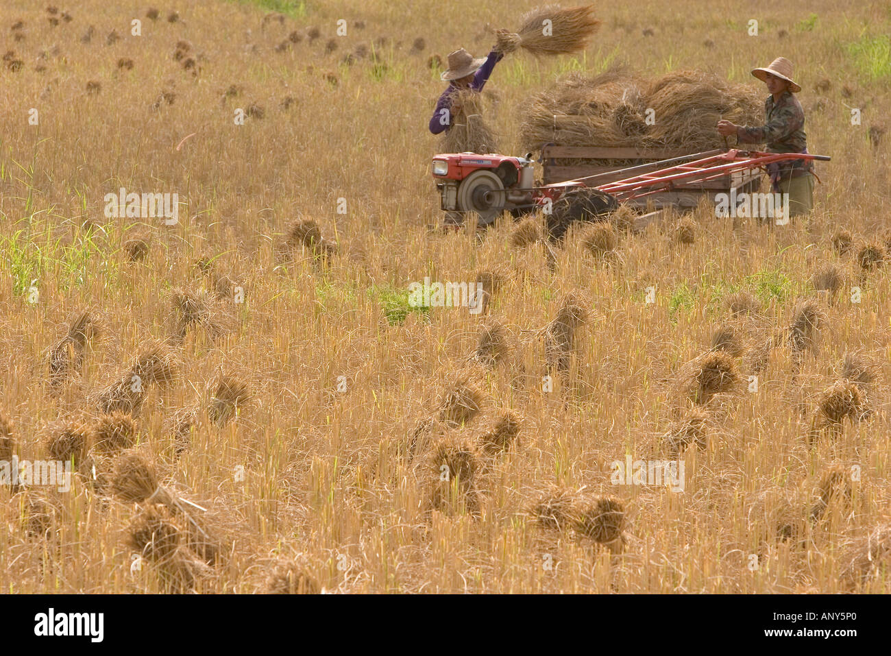 Thailand rice field carry hi-res stock photography and images - Alamy