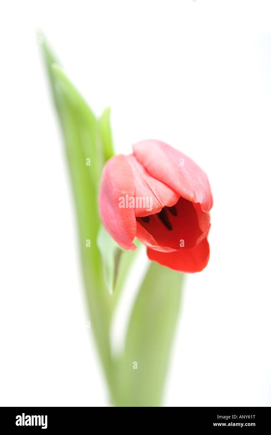 A single red tulip Stock Photo - Alamy