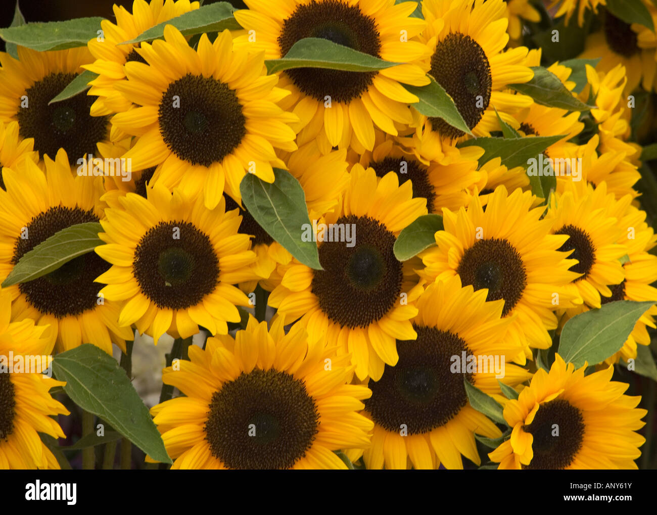 grouping of sunflowers close-up Stock Photo - Alamy