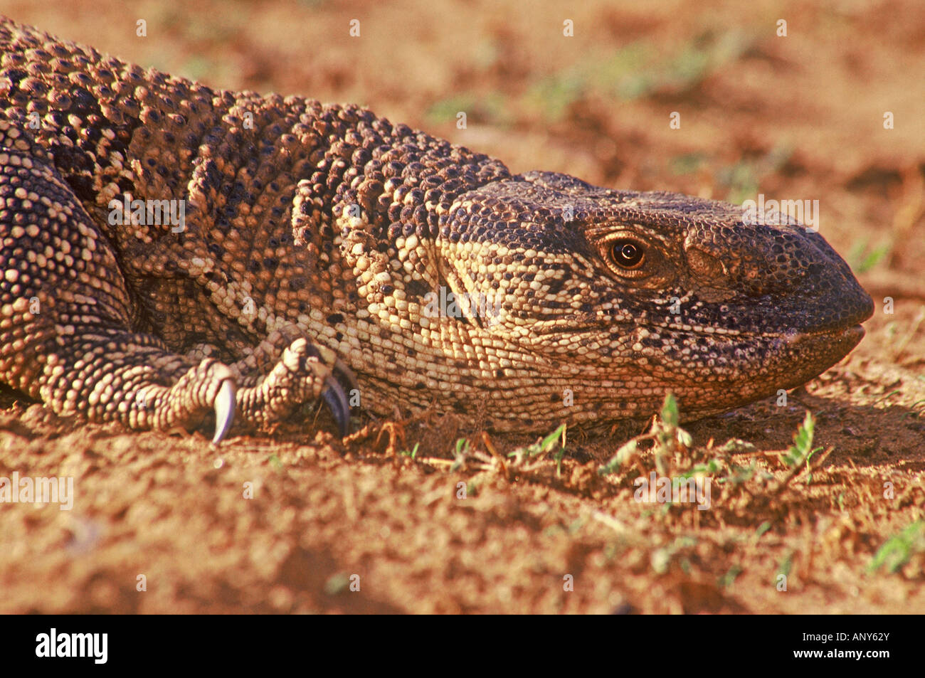 Rock Monitor Varanus Albigularis High Resolution Stock Photography and ...