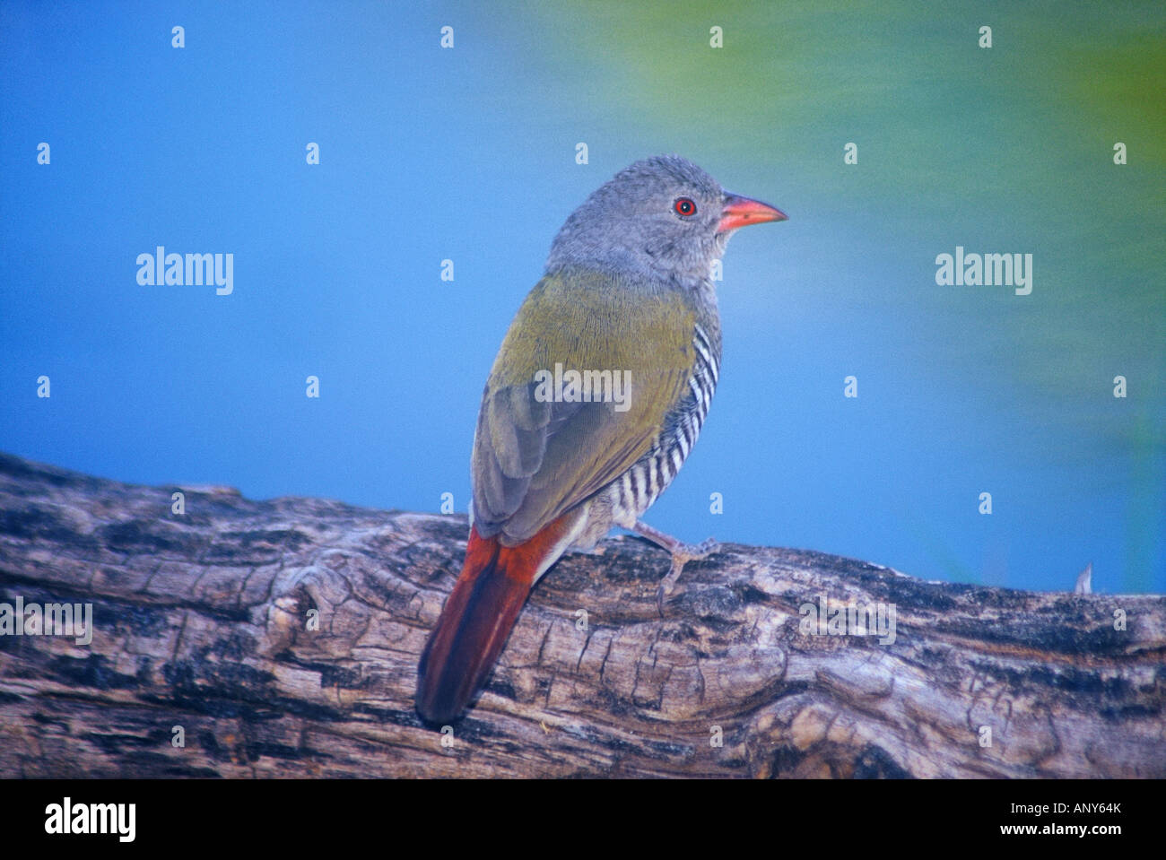 female Green-winged Pytilia Melba Finch Pytilia melba at the waterhole ...