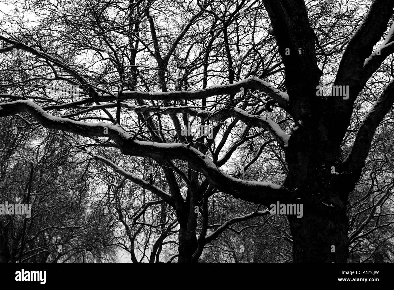 Braches of tree hi-res stock photography and images - Alamy