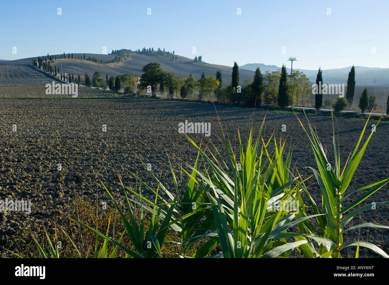 Italy, Tuscany, Le Crete. An avenue of cypress trees lines a winding ...