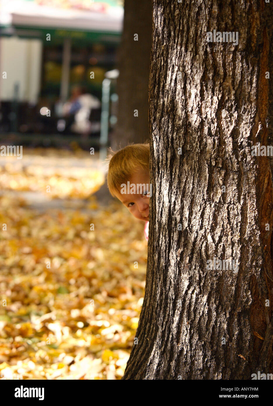Boy hides behind tree Stock Photo - Alamy