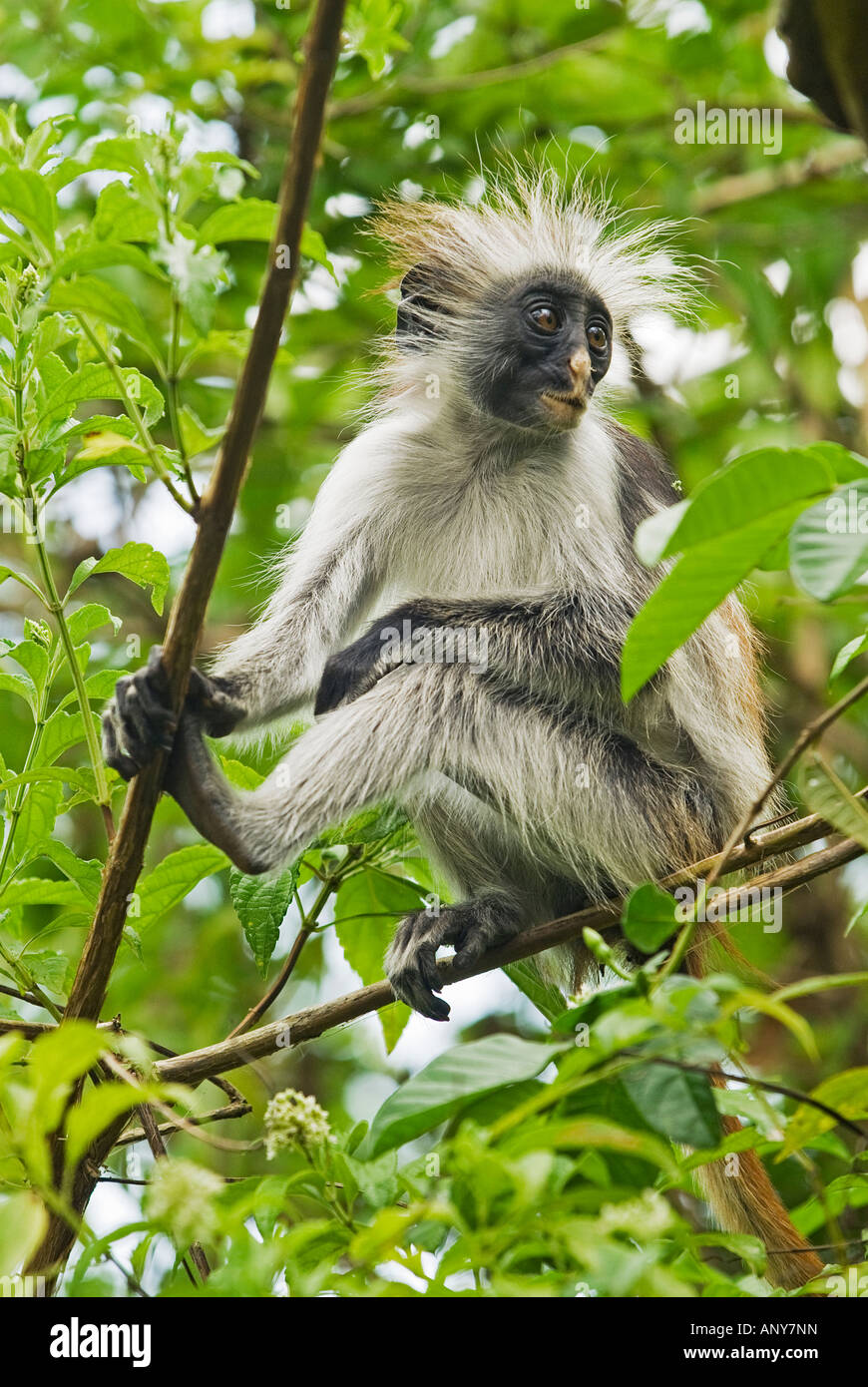 East Africa, Tanzania, Zanzibar. Red Colobus Monkey, Jozani Forest ...