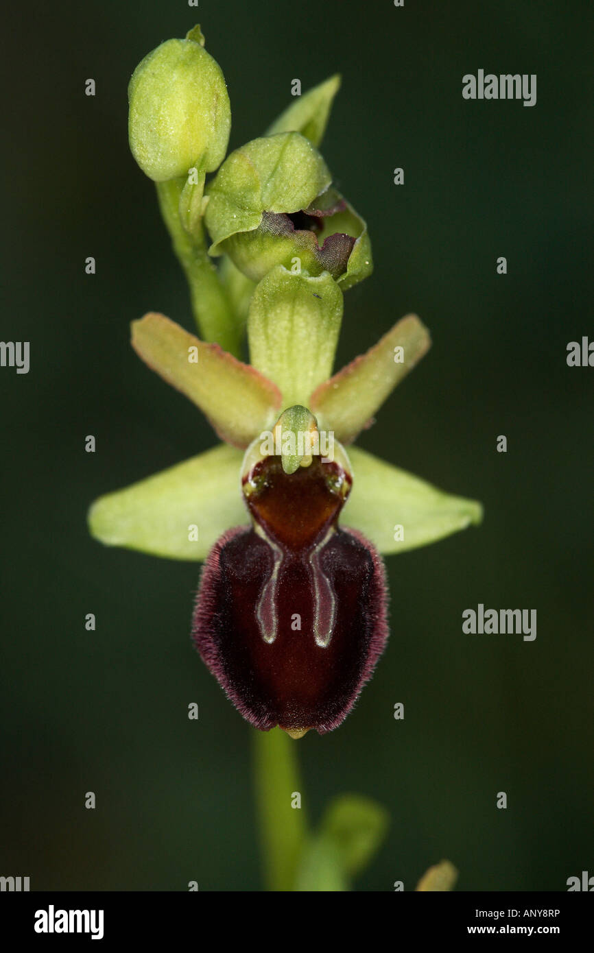 early spider orchid / Ophrys sphegodes Stock Photo - Alamy