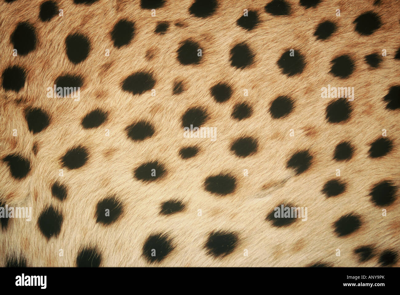 spots on a coat of a cheetah Kalahari Namibia Stock Photo - Alamy