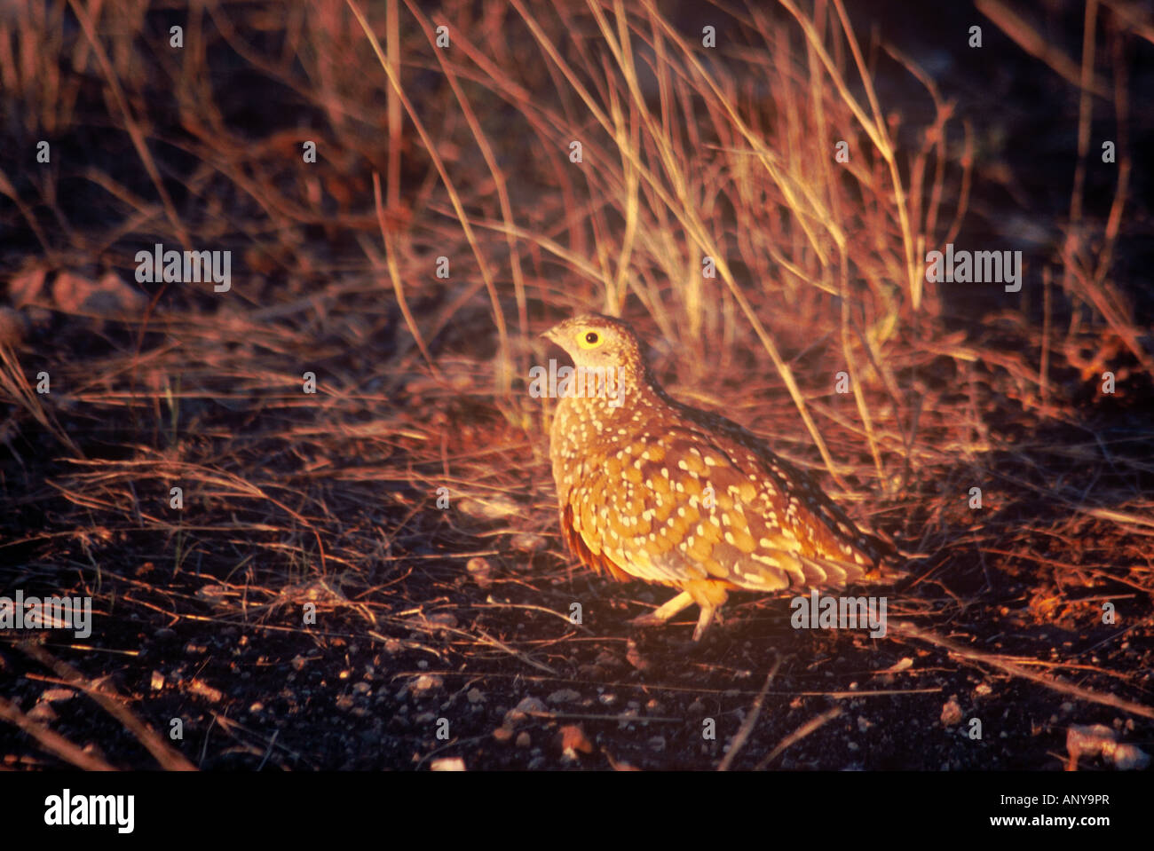 Burchell's sangrouse Pterocles burchelli in Namibian savanna at sunset ...