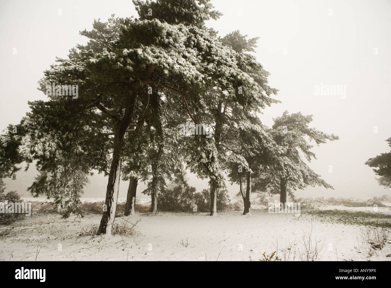 Snow capped trees in winter Sussex England UK Stock Photo - Alamy