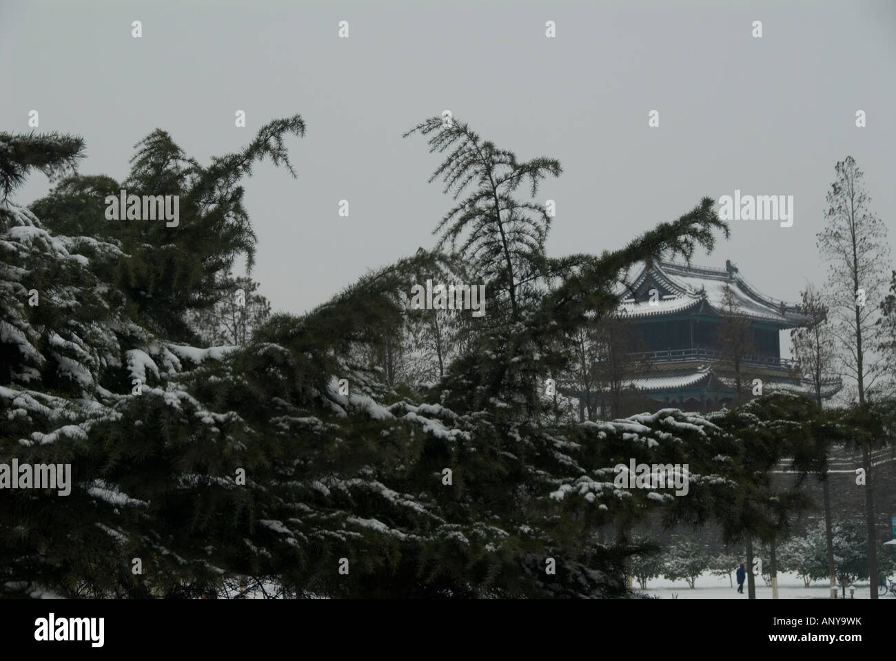 Christmas trees in china asia hi-res stock photography and images - Alamy