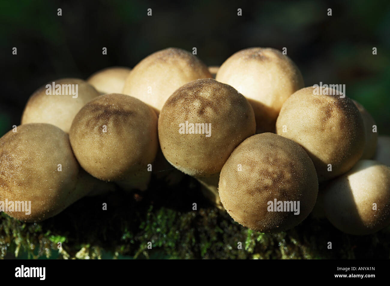 wolf-fart puffballs / Lycoperdon pyriforme Stock Photo - Alamy
