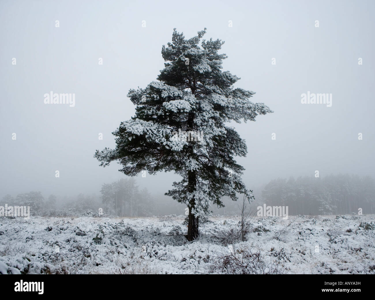 Snow capped tree in winter Sussex England UK Stock Photo - Alamy