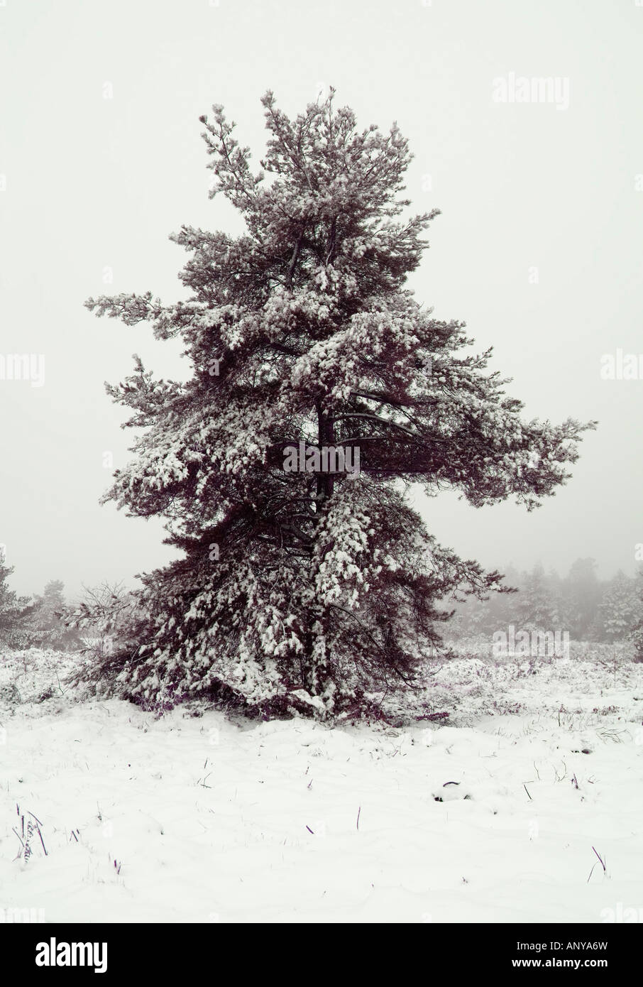 Snow capped tree in winter Sussex England UK Stock Photo - Alamy