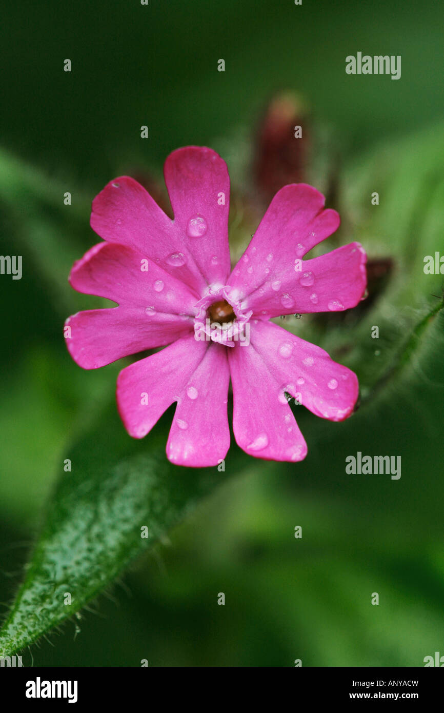 Red campion - blossom / Melandrium rubrum Stock Photo - Alamy