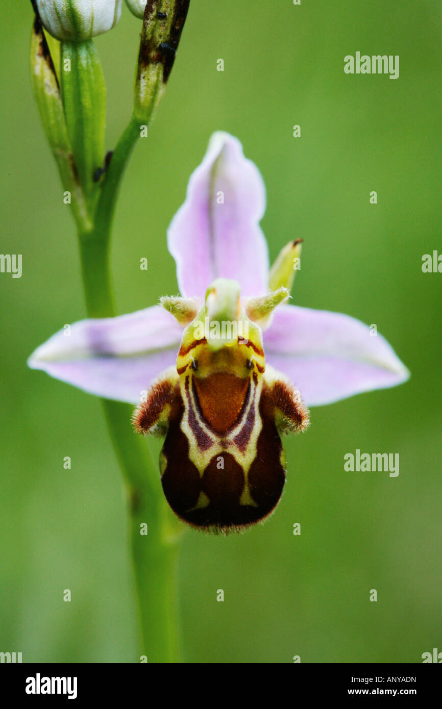 bee orchid / Ophrys apifera Stock Photo - Alamy