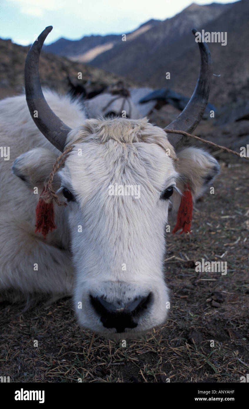 Tibet, Young Yak Stock Photo - Alamy
