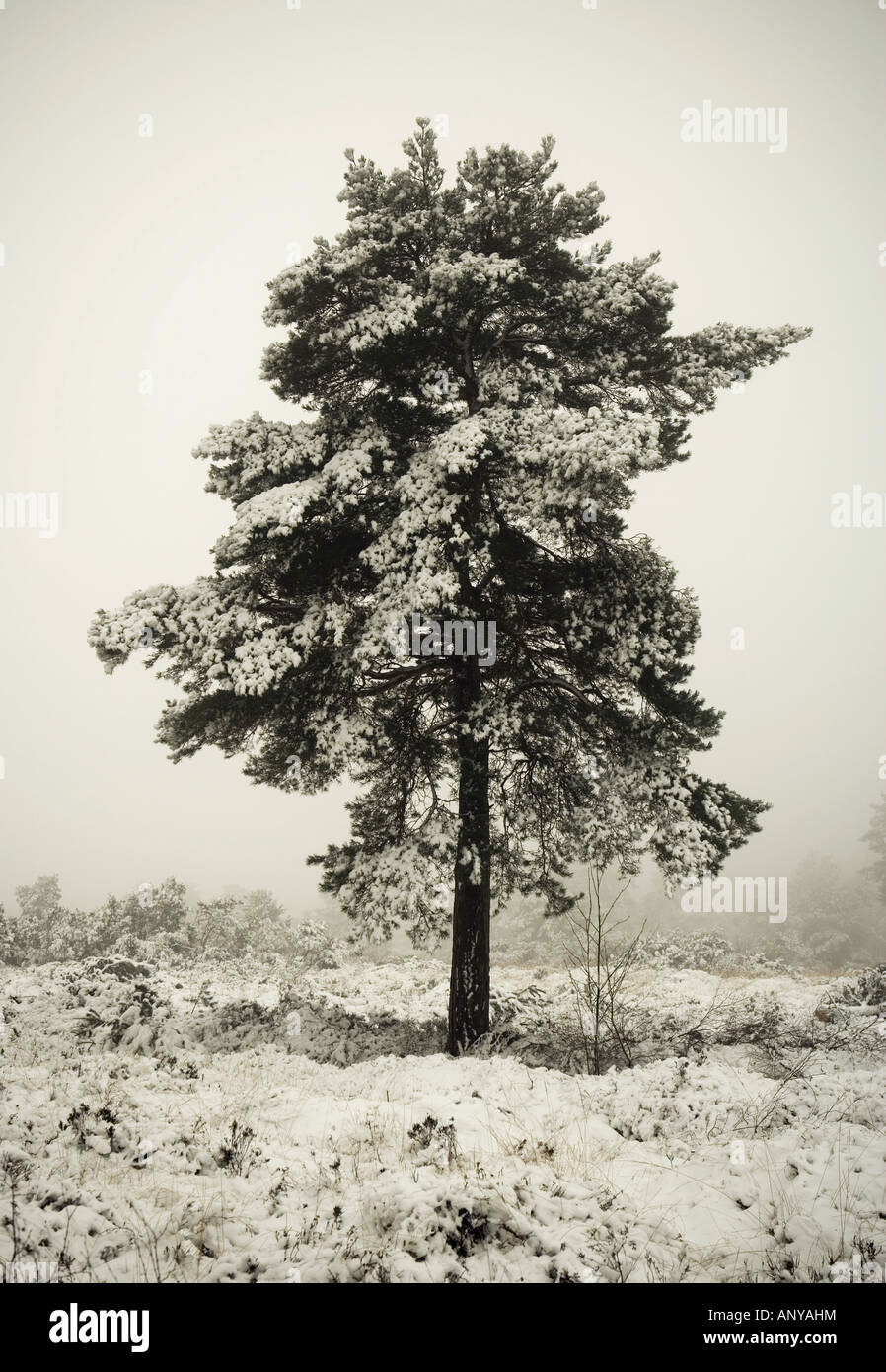 Snow capped tree in winter Sussex England UK Stock Photo - Alamy