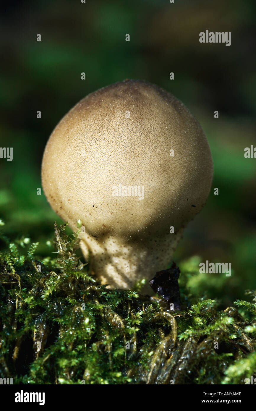 wolf-fart puffball / Lycoperdon pyriforme Stock Photo - Alamy