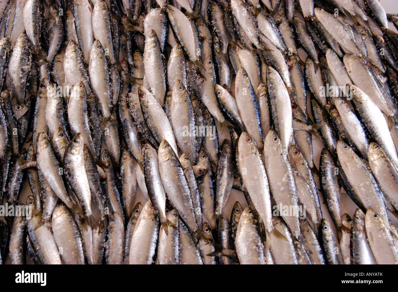 FRESH SARDINES ON MARKET STALL Stock Photo - Alamy