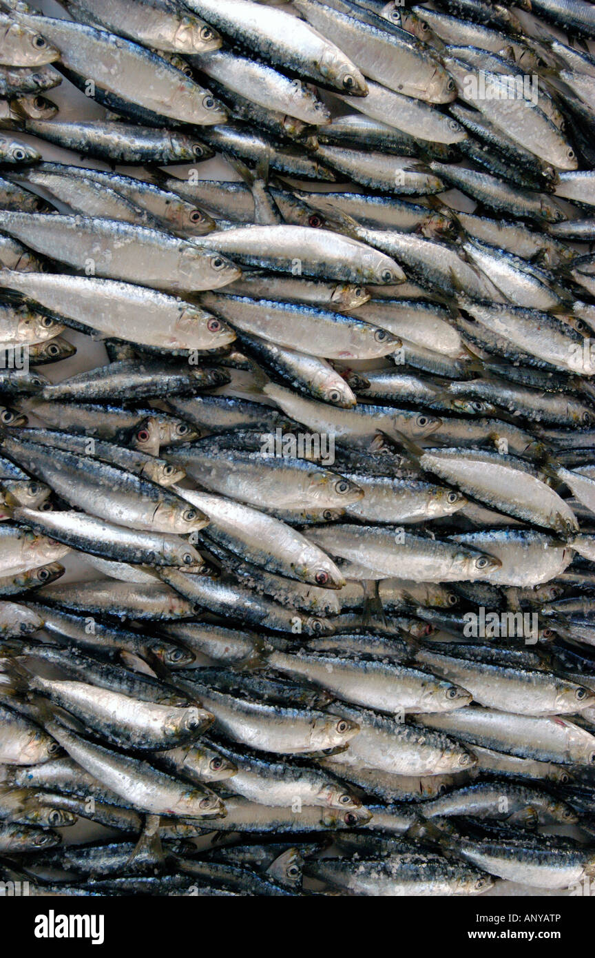 Sardines abstract hi-res stock photography and images - Alamy