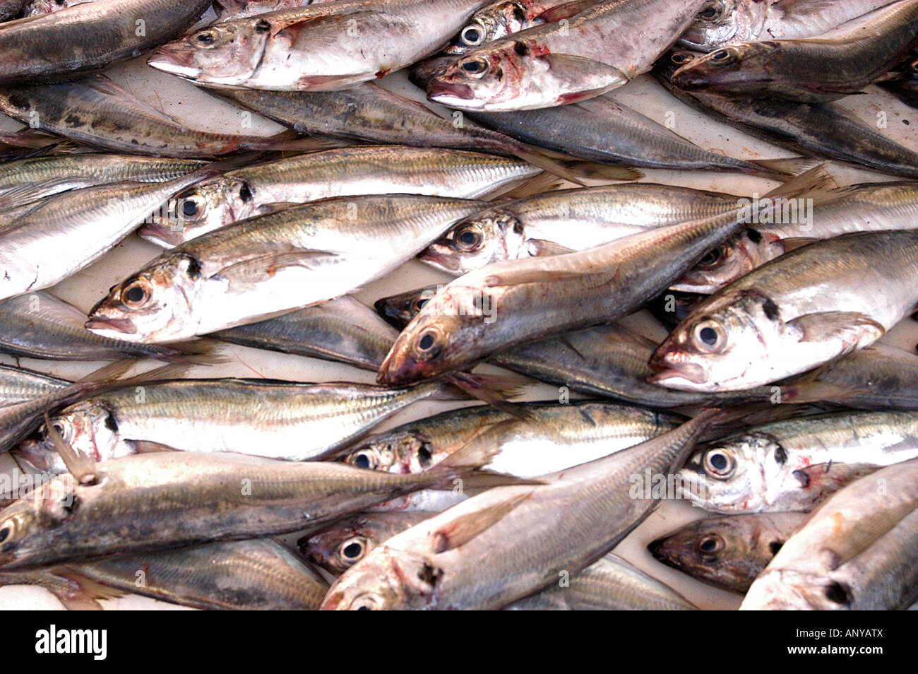 FRESH SARDINES ON MARKET STALL Stock Photo - Alamy