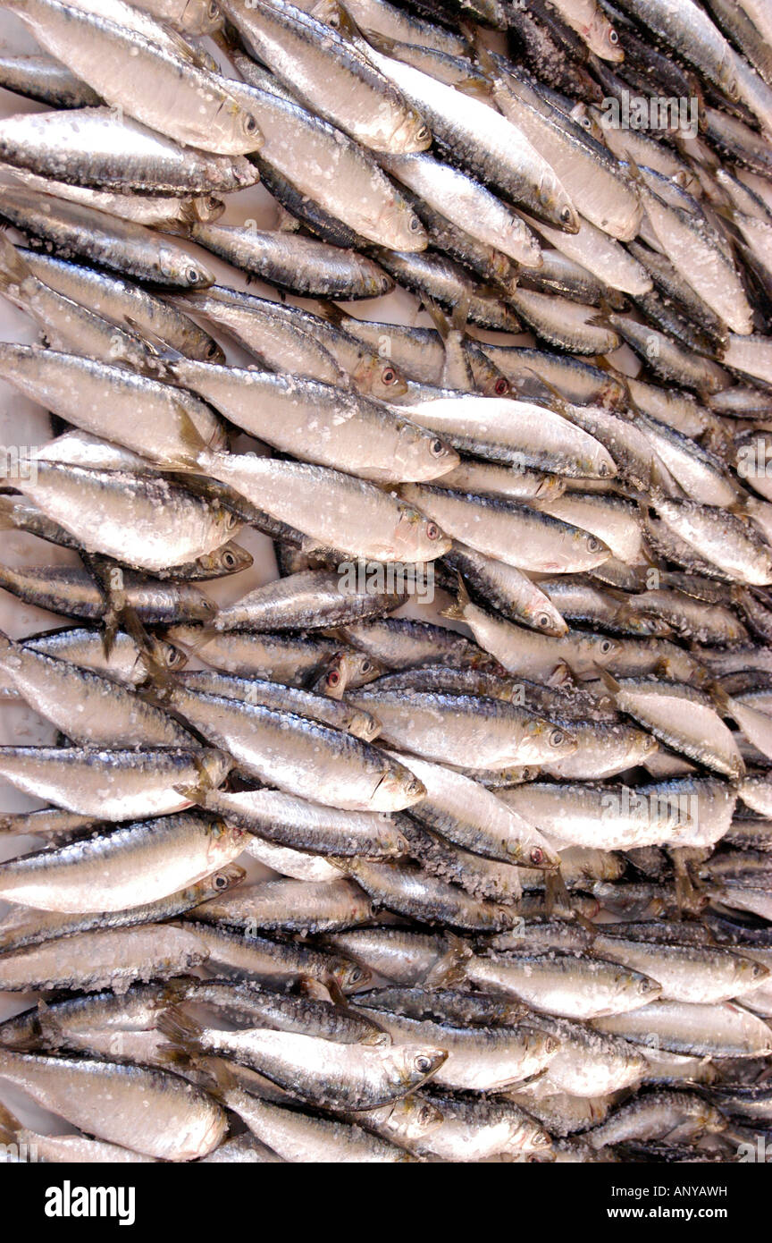 FRESH SARDINES ON MARKET STALL Stock Photo - Alamy