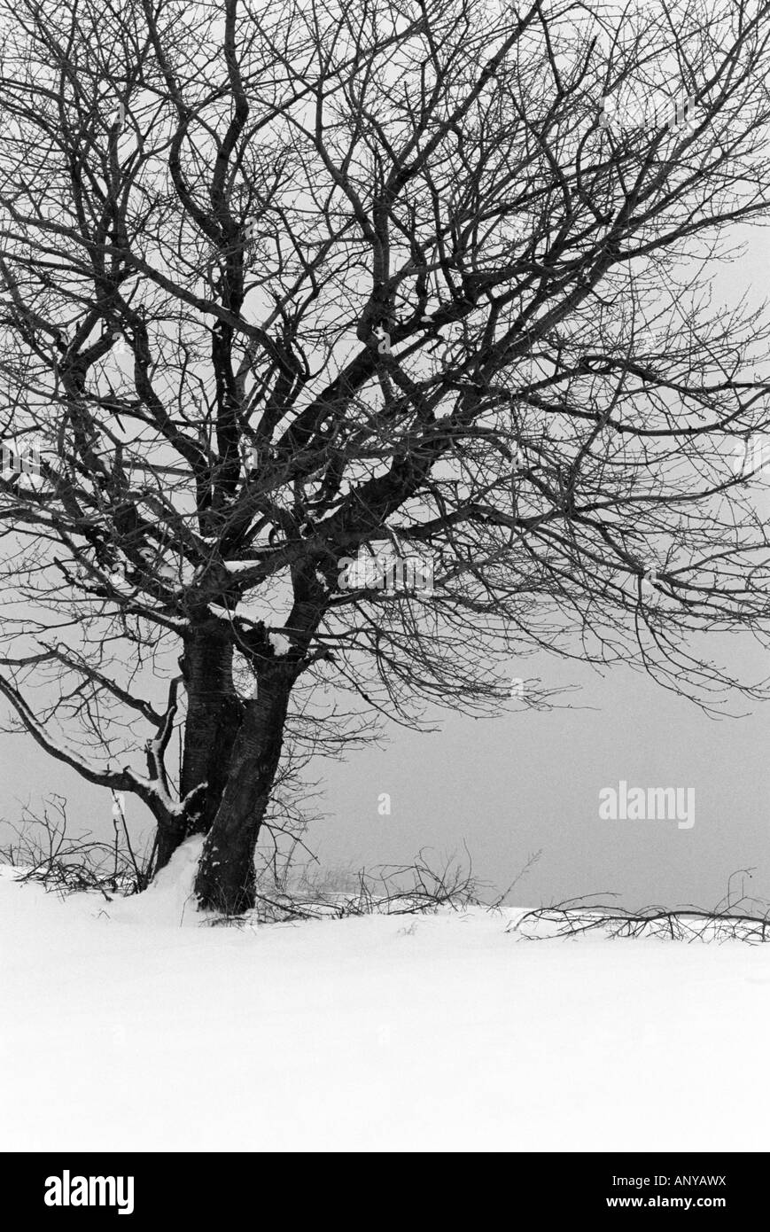 Winter tree B&W Stock Photo - Alamy