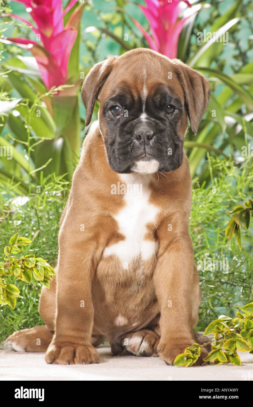 boxer - puppy sitting in front of flowers Stock Photo - Alamy