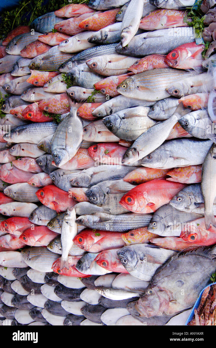 SELECTION OF FRESH FISH Stock Photo - Alamy