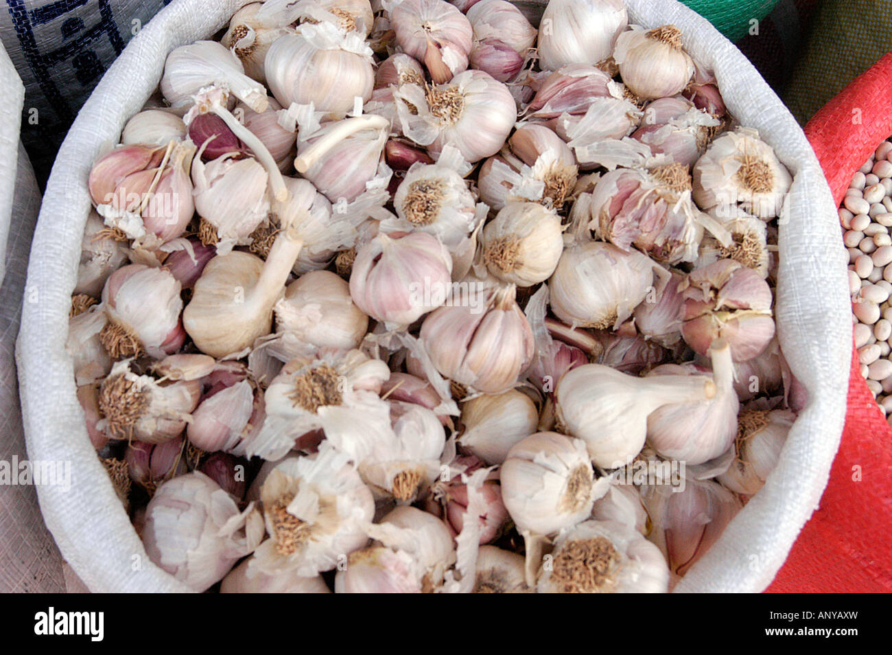 Whole head garlic in hi-res stock photography and images - Alamy