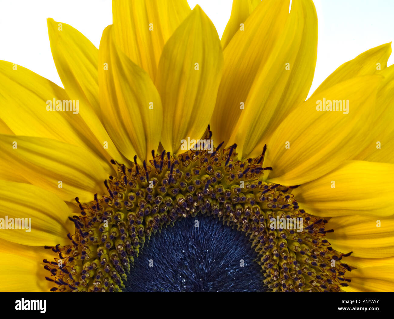 Half yellow sun hi-res stock photography and images - Alamy