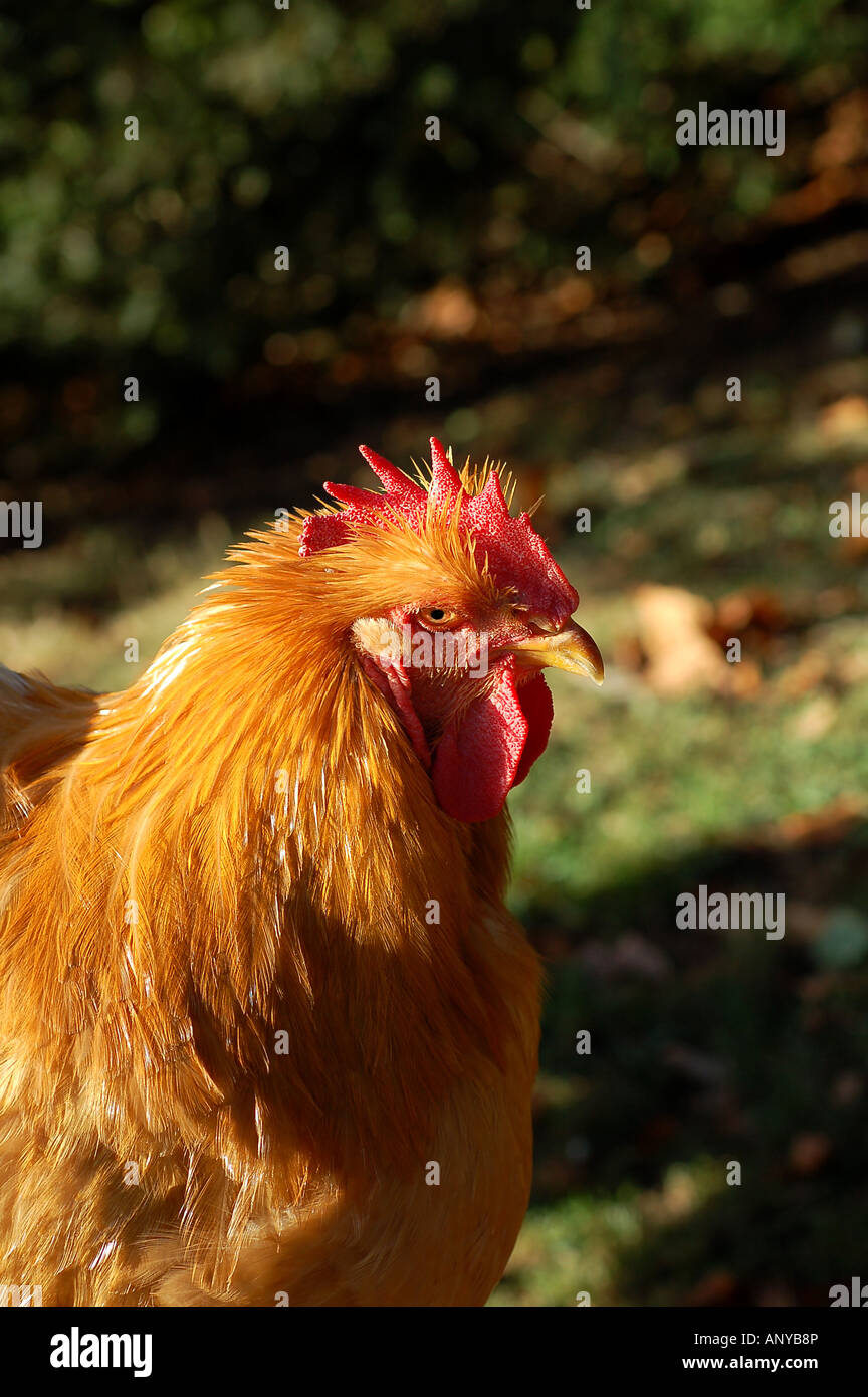 A free range / organically reared chicken outdoors, UK Stock Photo - Alamy