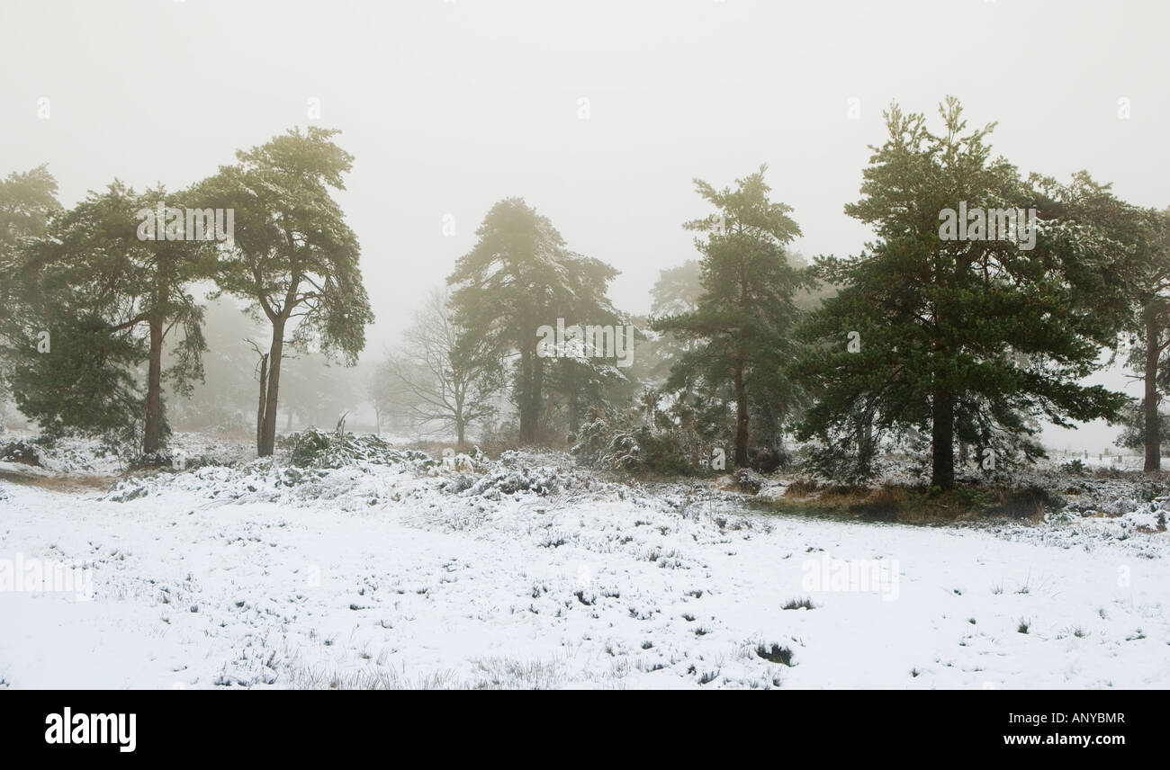 Snowy woodland in winter Sussex England UK Stock Photo - Alamy