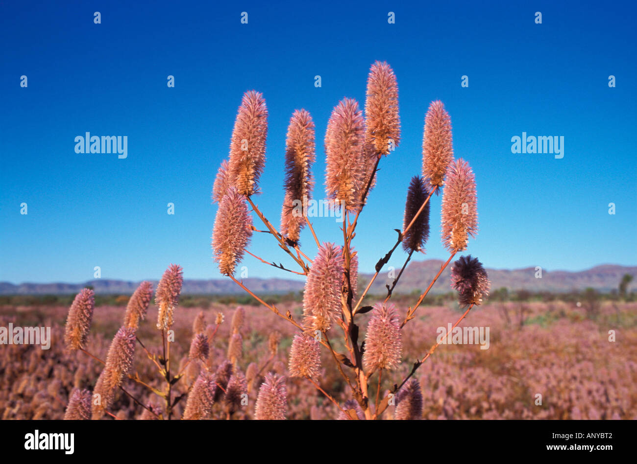 Australia, Western Australia, Pilbara, Karijini National Park, Mulla ...