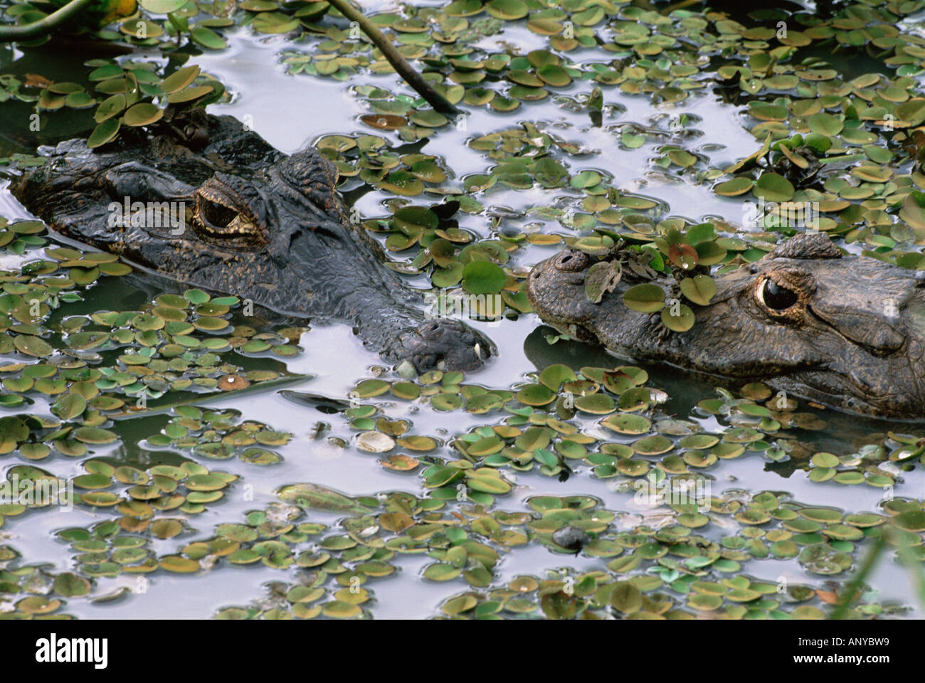 Two caiman caiman crocodilus in hi-res stock photography and images - Alamy
