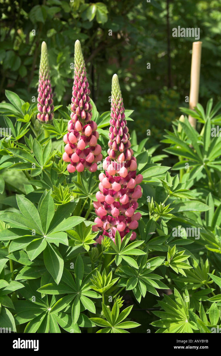 Three pink lupin flowers set against dense green border foliage Stock ...