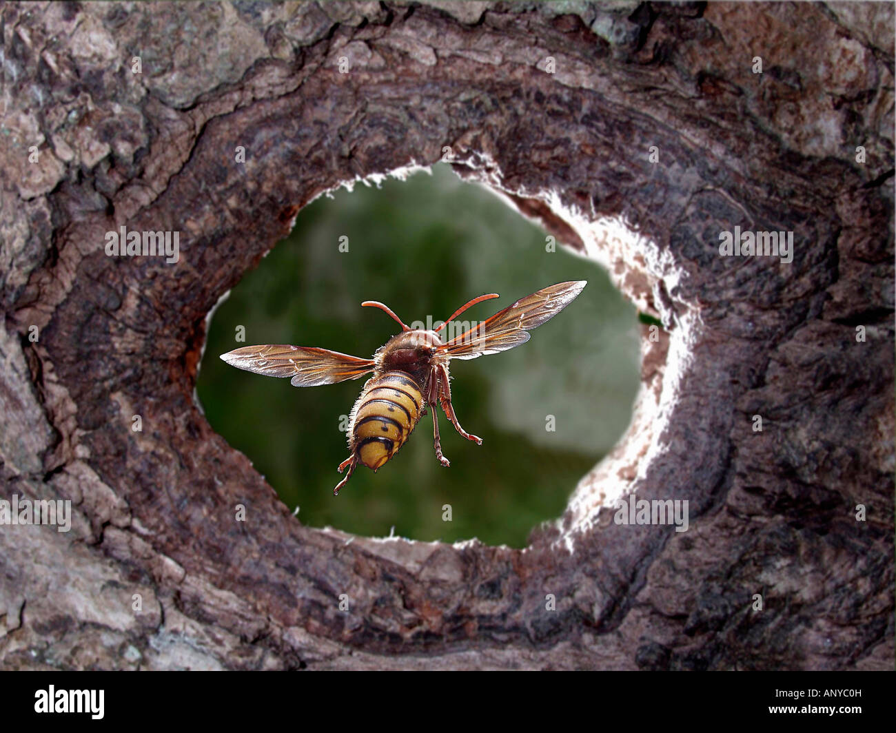 FRELON vespa carbo HORNET ANIMAL INSECTE INSECT VOL VOLER FLY FLYING ...