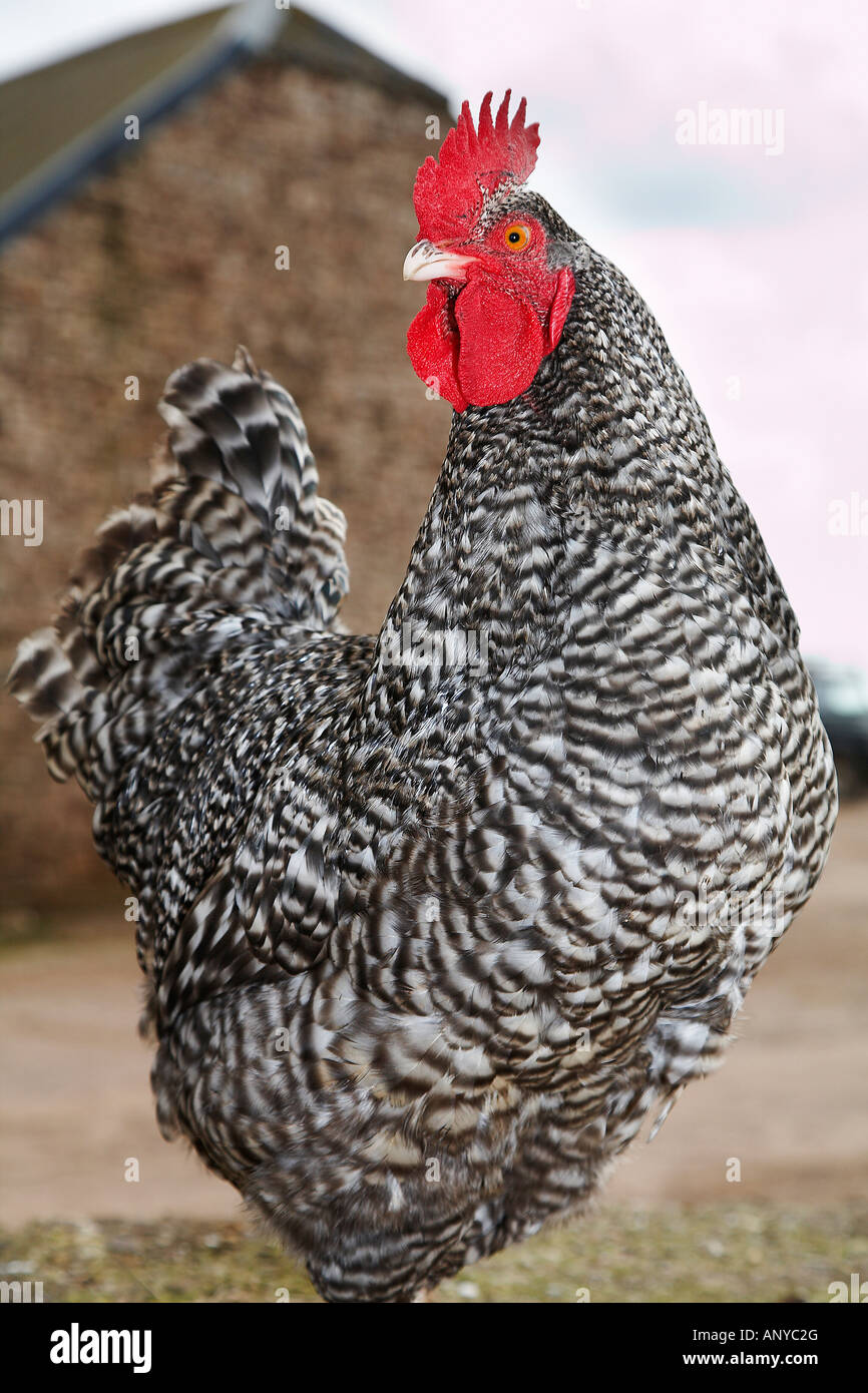 Cockerel on a farm Stock Photo - Alamy