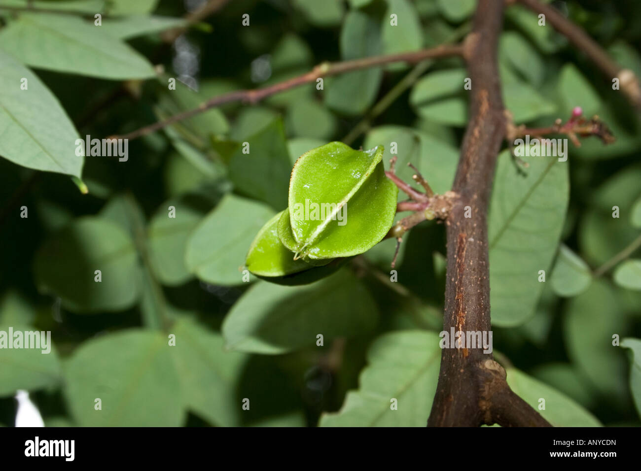 Samoa peru hi-res stock photography and images - Alamy