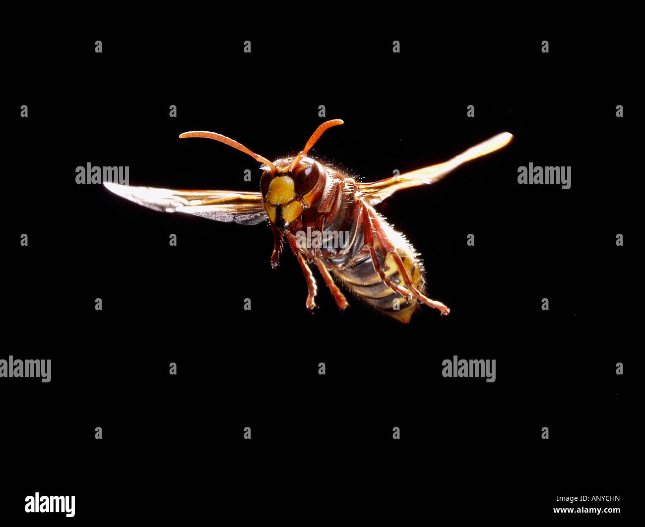 FRELON vespa carbo HORNET ANIMAL INSECTE INSECT VOL VOLER FLY FLYING ...