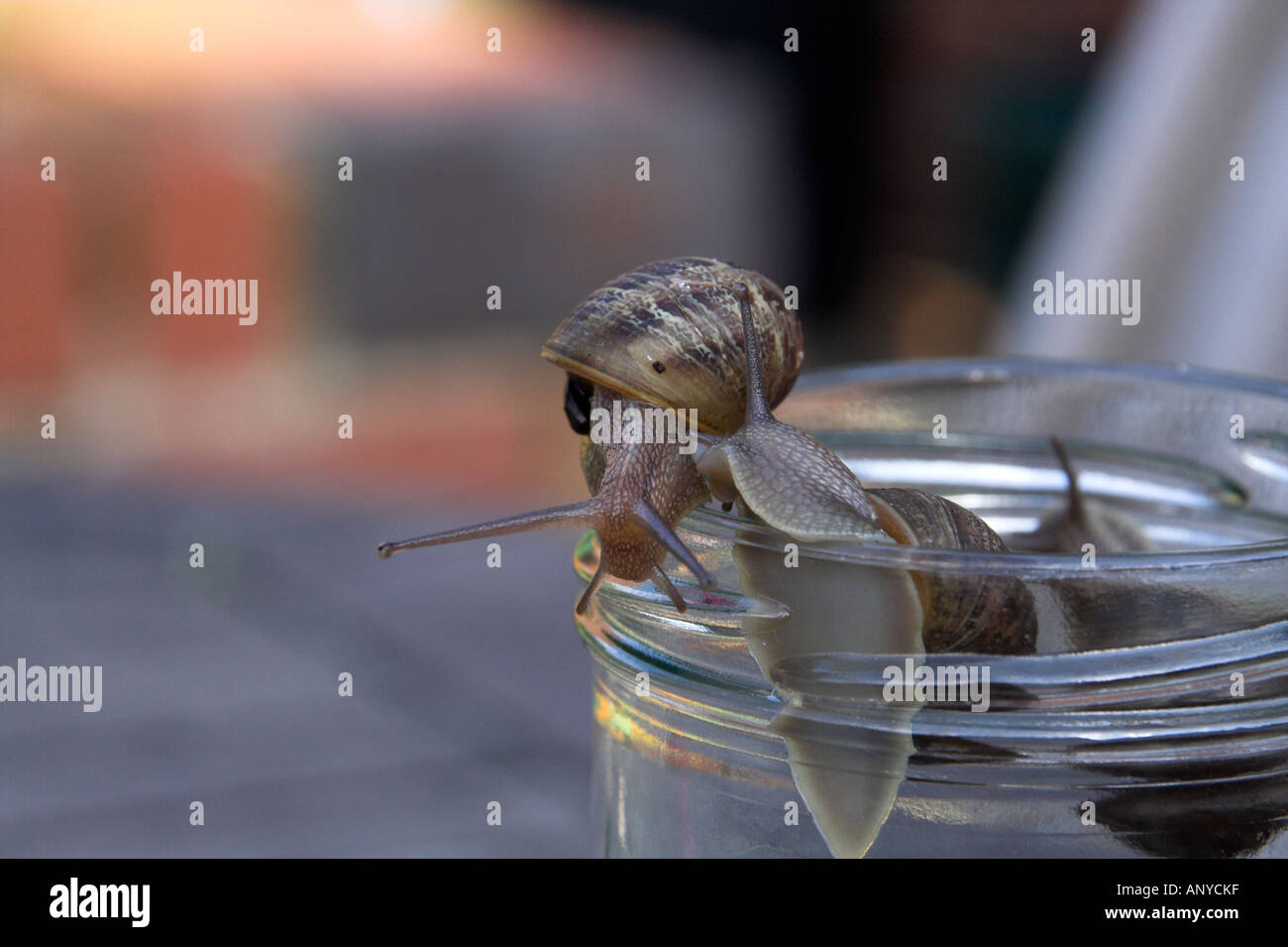 Snail pose hi-res stock photography and images - Alamy